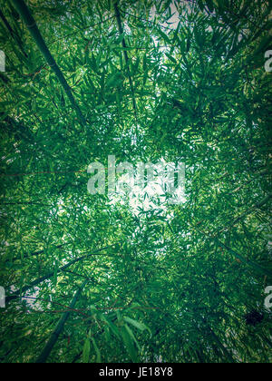 Bamboo plants forest aka Plantae Angiosperms Monocots Commelinids ...