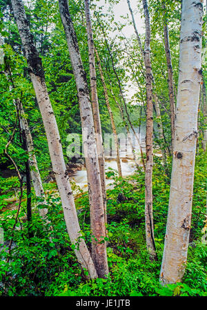 A birch is a thin-leaved deciduous hardwood tree of the genus Betula ...