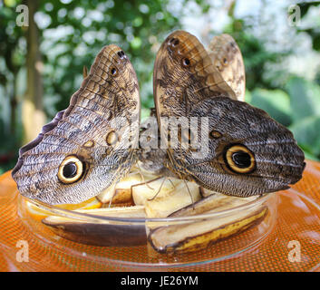 Close up view of the batterfly Stock Photo - Alamy
