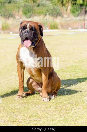 A young, beautiful, fawn red mahogany and white, medium sized Boxer ...