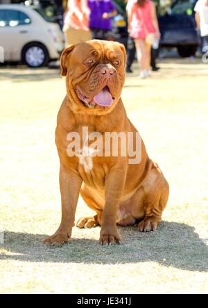 Healthy brachycephalic black French Bulldog dog with long nose Stock ...