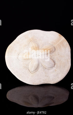 background of seashell of armor of the sea urchin macro Stock Photo - Alamy