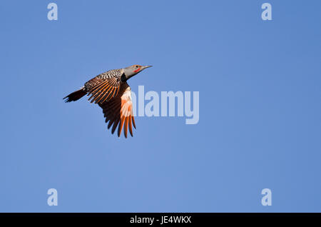 Northern Flicker Flying in a Blue Sky Stock Photo - Alamy