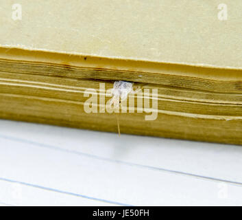 Silverfish (Lepisma saccharina), is crushed by pages of the book Stock ...