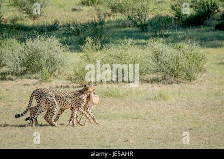 Three Cheetahs on a Springbok kill in the Kalagadi Transfrontier Park ...