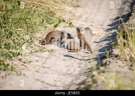 A group of Banded mongoose on the road in the Chobe National Park ...