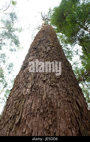 Tasmanian blue gum tree growing in Los Angeles County Arboretum and ...