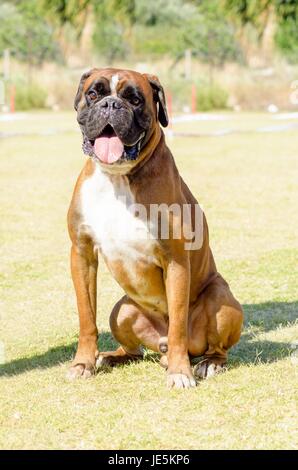 A young, beautiful, fawn red mahogany and white, medium sized Boxer ...