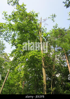 The photograph captures Schwetzinger Hardt, a forested area located ...