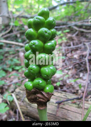 Angelica archangelica, commonly known as angelica, is a medicinal plant ...