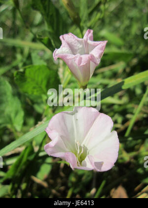This photograph shows Ackerwinde, or field bindweed, growing in the ...