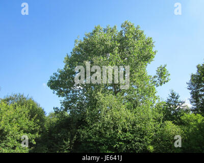 This image shows the Zitterpappel tree, also known as the trembling ...