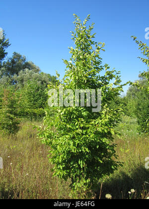 Carpinus betulus, commonly known as European hornbeam, is a deciduous ...