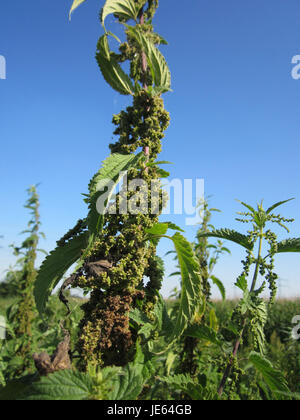 Stinging plant Urtica dioica, often known as common nettle, stinging ...