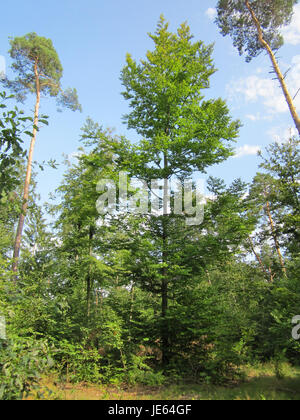 A photograph of *Fagus sylvatica*, commonly known as European beech ...