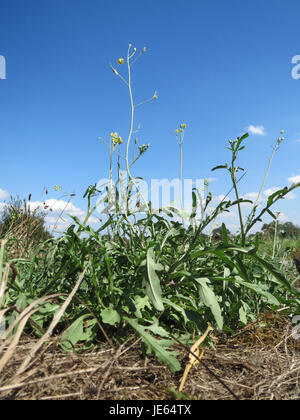Diplotaxis tenuifolia, also known as wild rocket, is a leafy green ...