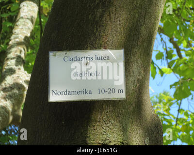 Cladrastis kentukea, or yellowwood, is a deciduous tree native to North ...
