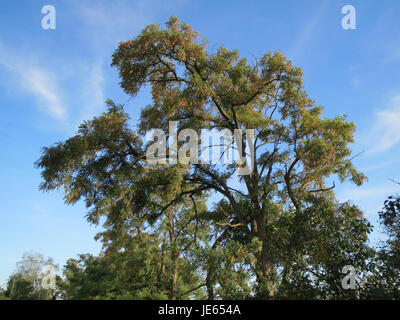A photograph of Robinia pseudoacacia, also known as black locust, taken ...