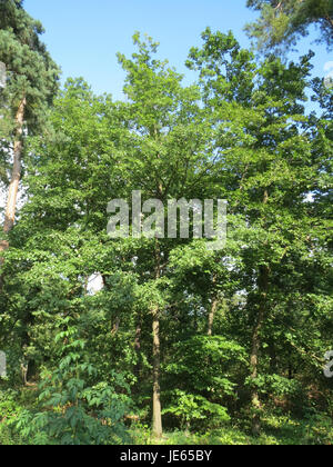 Chestnut tree / Castanea sativa with spiky ripening fruits - marron ...