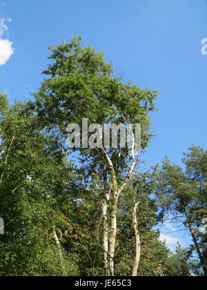 The birch tree, known for its white bark and slender form, is a common ...