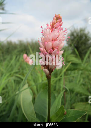 Persicaria amphibia, also known as amphibious bistort, is a perennial ...