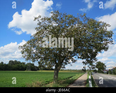 Juglans regia, commonly known as the English walnut, photographed on ...