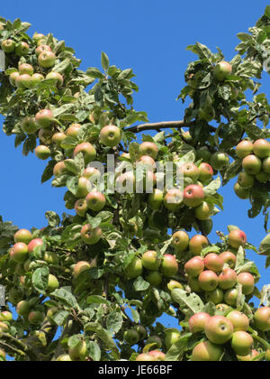 Malus domestica, commonly known as the apple tree, is a deciduous ...