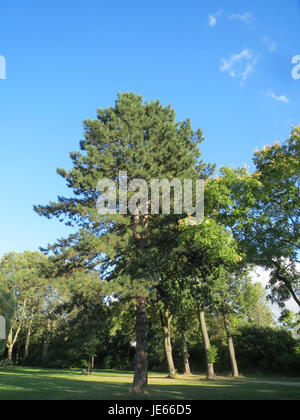 Pinus Nigra forest in the natural park of Sierra de Cazorla y Segura ...