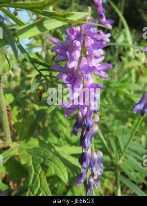 Tufted vetch (Vicia cracca) also known as cat-peas, cow-vetch, fingers ...