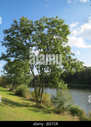 Fraxinus excelsior. Common Ash tree in autumn leaves Stock Photo - Alamy