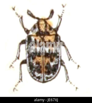 Museum Beetle (Anthrenus museorum Stock Photo - Alamy