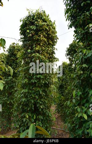 plantation of red and black pepper, Phu Quoc Stock Photo - Alamy