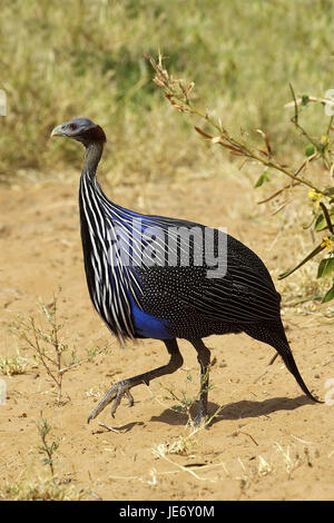 Vulture guinea fowl,Acryllium vulturinum,Kenya Stock Photo - Alamy