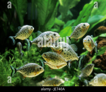 Group of piranhas in the aquarium Stock Photo - Alamy