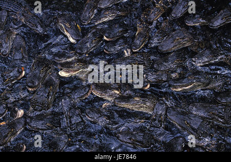 Young American alligators (Alligator mississippiensis Stock Photo - Alamy