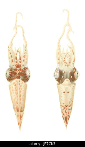 Cephalopods, a class of marine animals, are known for their ...