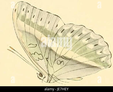 Cymothoe oemilius, a species of butterfly, is known for its vibrant ...