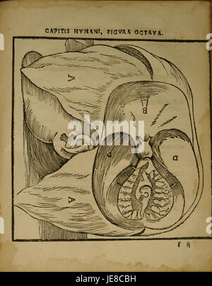 This text focuses on the anatomical structure of birds, specifically ...