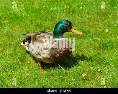 A male Mallard duck Latin name Anas platyrhynchos Stock Photo - Alamy