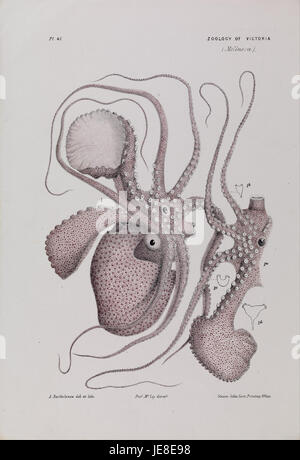 Arthur Bartholomew’s 'Paper Nautilus' is a detailed natural history ...