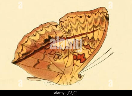 Cymothoe heliada is a species of butterfly in the family Nymphalidae ...