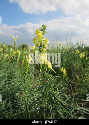 Roter Bruch is a geological site in Walldorf, Germany, known for its ...