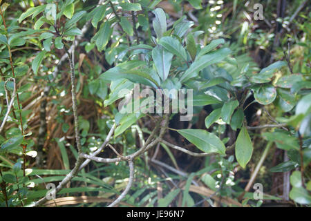 Clermontia parviflora, known as Oha, is a native Hawaiian plant seen ...