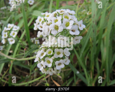 Lobularia maritima, commonly known as sweet alyssum, is a flowering ...
