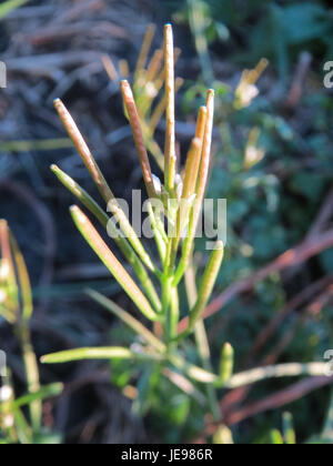 *Cardamine hirsuta*, also known as hairy bittercress, is shown in Plate ...