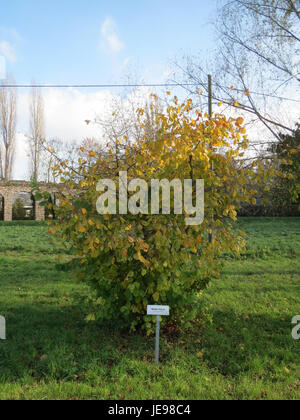 Common hazel (Corylus avellana) also known as hazel bush or hazelnut ...