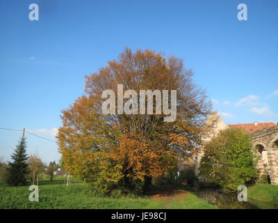 This image shows Carpinus betulus, commonly known as European Hornbeam ...