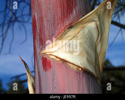 Century Plant (Agave Americana) in Sedona, Arizona Stock Photo - Alamy