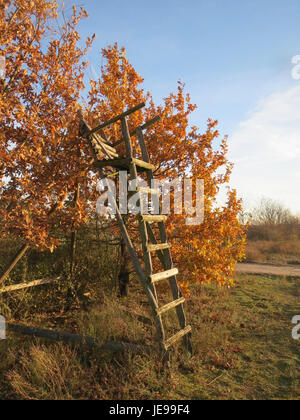 This image showcases a large oak tree located in Reilingen, Germany ...