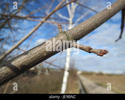 A photograph of Acer campestre, commonly known as field maple, taken on ...